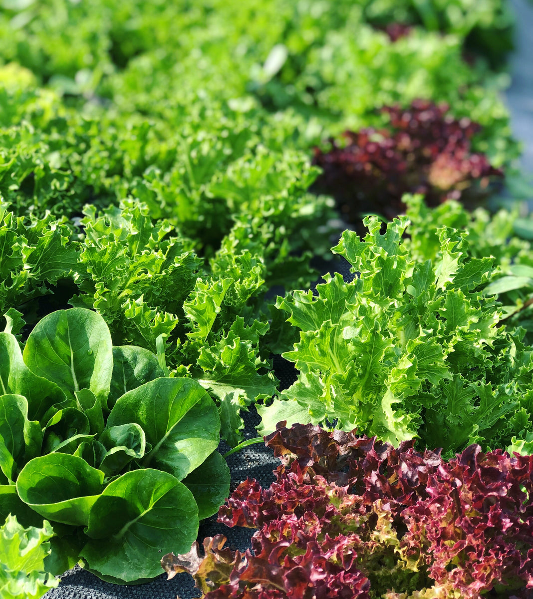 Large 1lb bag of lettuce mix – Feather’s Farm